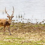 Anuradhapura: Full-Day Wilpattu National Park Private Safari - The Pros and Cons of This Safari