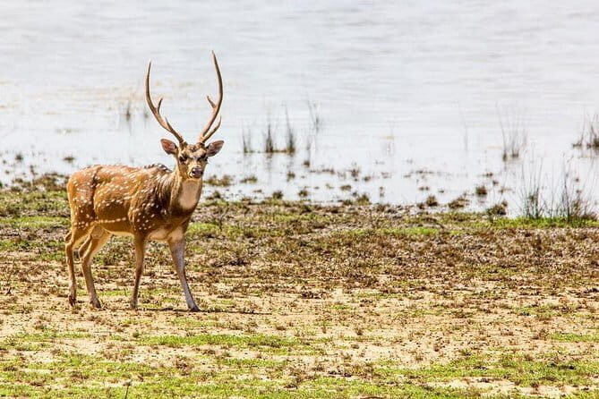 Anuradhapura: Full-Day Wilpattu National Park Private Safari - The Pros and Cons of This Safari
