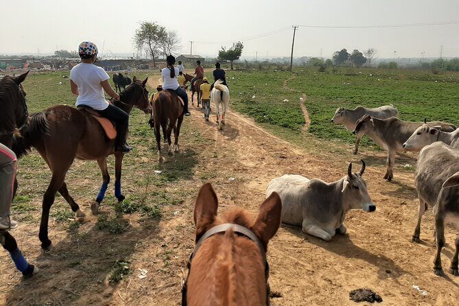 Aravali Trail Experience( Jungle Safari Forest area)- Horseback Riding - What Makes This Tour Stand Out?