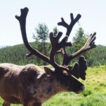 Arctic Day: Yukon Wildlife & Hot Springs Tour | half day - Frequently Asked Questions