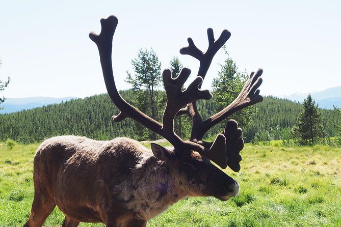 Arctic Day: Yukon Wildlife & Hot Springs Tour | half day - Frequently Asked Questions