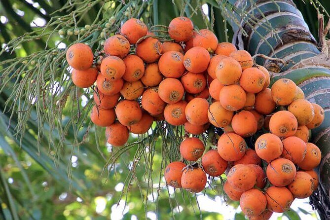 Areca Plantation Walk & Heritage Home visit at Areca County - Who Is This Tour Best For?