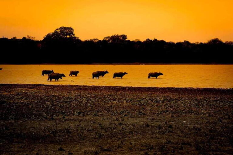 Arugam Bay: All Inclusive Kumana National Park 4x4 Safari - The Itinerary - What Can You Expect?