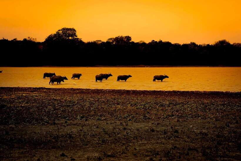 Arugam Bay: All Inclusive Kumana National Park 4x4 Safari - The Itinerary - What Can You Expect?