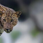 Arugam Bay: Yala Safari & DropOff in Ella - Safari + Transit - Practical Details and Logistics