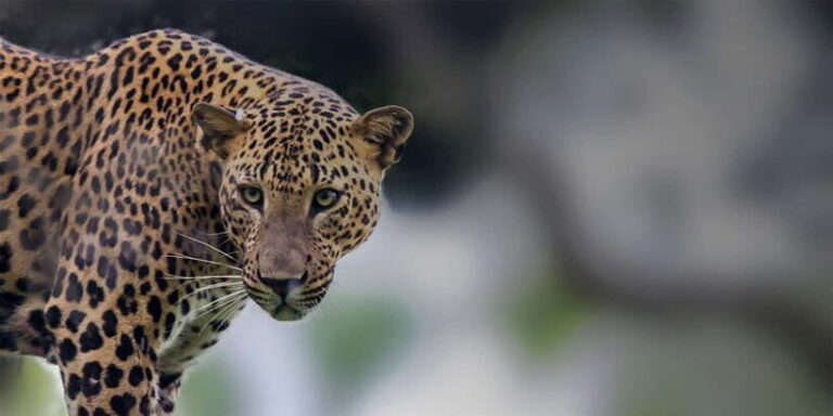 Arugam Bay: Yala Safari & DropOff in Ella - Safari + Transit - Practical Details and Logistics