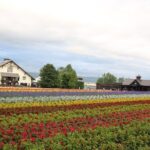 Asahiyama Zoo, Aoiike, Farm Tomita, Ningle Terrace (from Sapporo) - The Sum Up: Who Should Take This Tour?