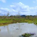 Assam Tea Tour, Wildlife, Tribal village & Tea Bungalow stay 2 Nights 3 Days - Practical Considerations