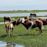 Assateague Island Cruise Departs from Ocean Pines - The Sum Up: Is It Worth It?