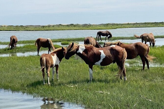 Assateague Island Cruise Departs from Ocean Pines - The Sum Up: Is It Worth It?
