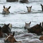Assateague Island Kayak Tours and Ponies Experience - What Does the Itinerary Cover?