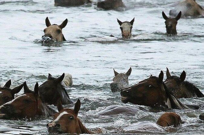 Assateague Island Kayak Tours and Ponies Experience - What Does the Itinerary Cover?