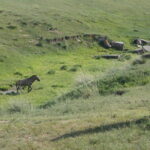 Authentic Mongolian two days tours in Terelj & Khustai National P - Day 2: From Wilderness to Sand Dunes – Moltsog and Beyond