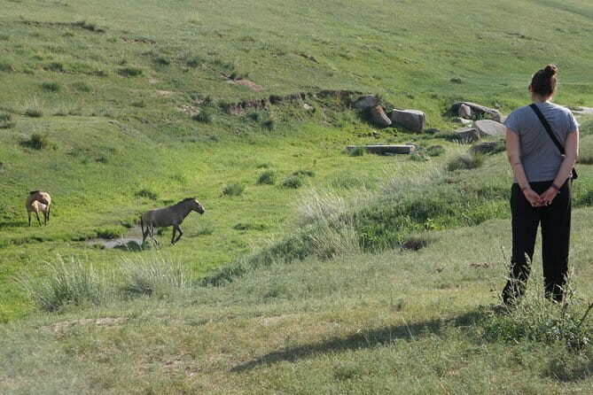 Authentic Mongolian two days tours in Terelj & Khustai National P - Day 2: From Wilderness to Sand Dunes – Moltsog and Beyond