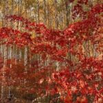 Autumn Trip for Birch Forest and Garden of Nature and Flower Fest - Breaking Down the Itinerary: What to Expect