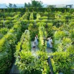 Ba Na Hills with Golden Bridge Small Group Tour - Who Should Consider This Tour?