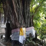 Backlanes and Hidden Sites: A Self-Guided Audio Tour in Seminyak - The Experience: What to Expect