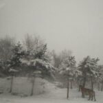 Badaling Wildlife World Private Tour from Beijing - FAQ