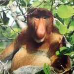 Bako National Park - What Makes This Tour Valuable