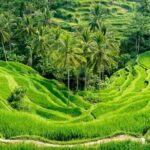 Bali All-Inclusive: Ubud Tour with Entrance Ticket and Lunch Included - The First Stop: Tegenungan Waterfall