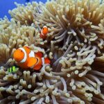 Bali Full Day Experience Scuba Diving Tour at Tulamben - Who should consider this tour