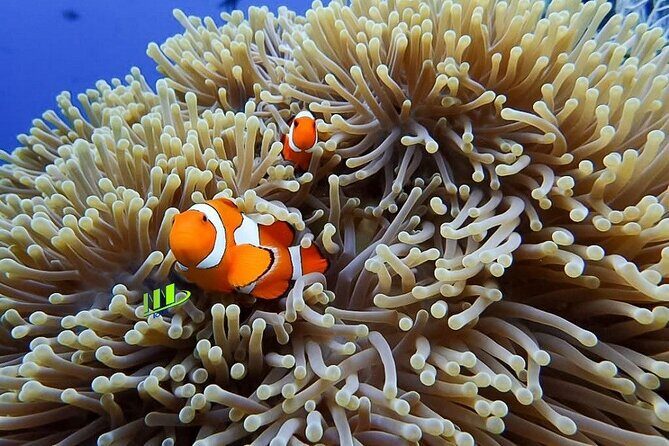 Bali Full Day Experience Scuba Diving Tour at Tulamben - Who should consider this tour