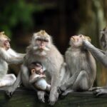 Bali Full Day Tour: Highlights of Ubud and Hidden Waterfall - What the Tour Logistics Mean for You