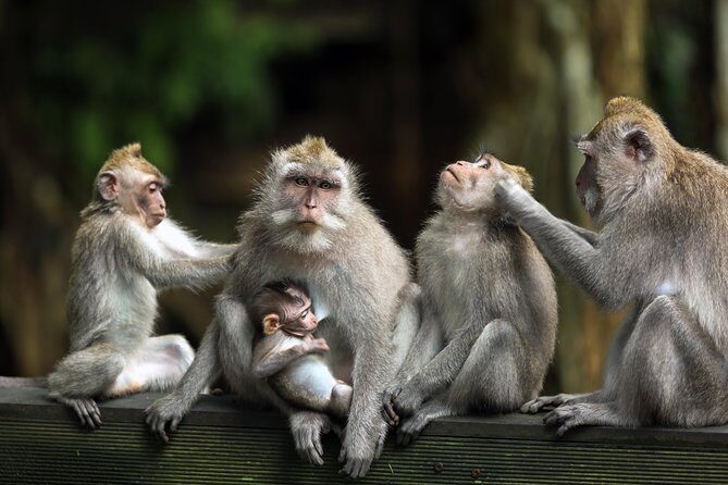 Bali Full Day Tour: Highlights of Ubud and Hidden Waterfall - What the Tour Logistics Mean for You