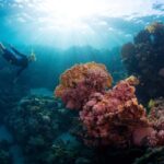 Bali Hai - PADI Advance Open Water Course in Menjangan - What the Course Includes and Why It Matters