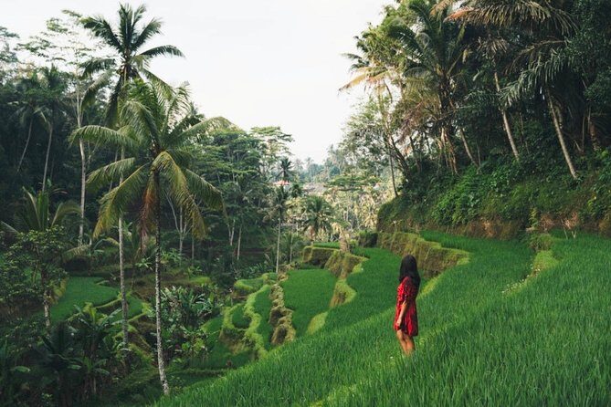 Bali Highlights : Nature, Waterfall, Rice Terraces and Volcano - An Overview of the Tour