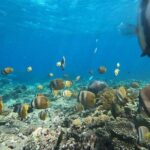 Bali Private Snorkeling (Manta, Gamat, Wall) and Nusa Penida Tour - Final Thoughts