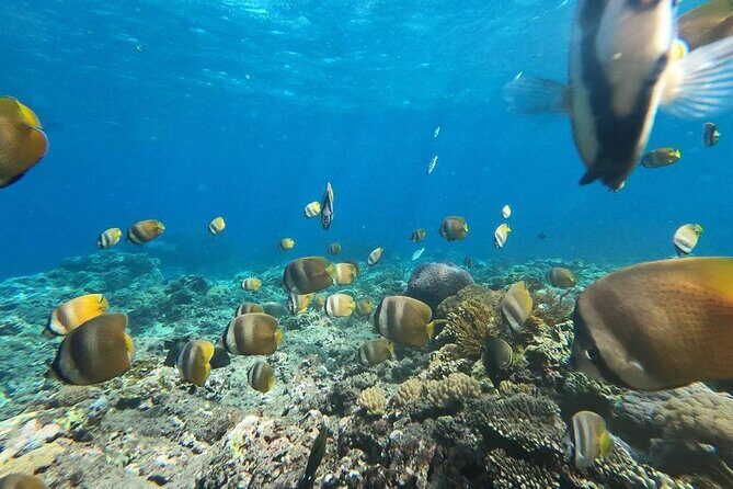 Bali Private Snorkeling (Manta, Gamat, Wall) and Nusa Penida Tour - Final Thoughts