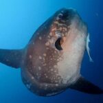 Bali Scuba Diving at Nusa Penida Manta Point For Certified Diver - Deep Dive into the Itinerary and Experience