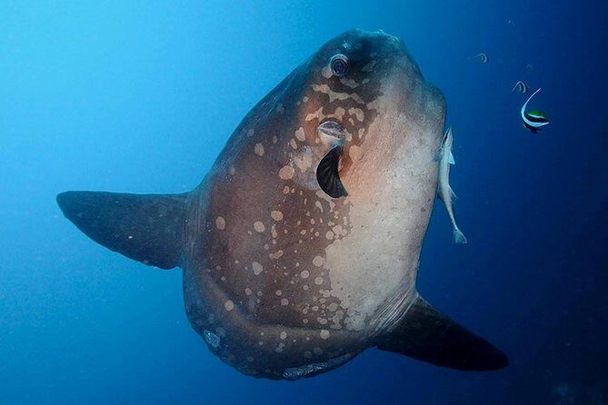 Bali Scuba Diving at Nusa Penida Manta Point For Certified Diver - Deep Dive into the Itinerary and Experience