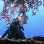 Bali Scuba Diving trip at Tulamben for Certified Diver - Detailed Breakdown of the Itinerary