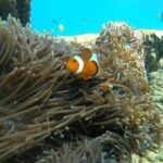 Bali Snorkeling At Bluelagoon Beach With Lunch Private Transport - Who Should Book This Tour?