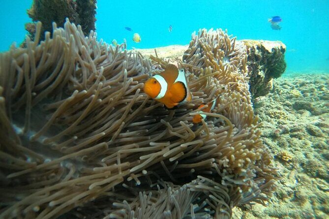 Bali Snorkeling At Bluelagoon Beach With Lunch Private Transport - Who Should Book This Tour?