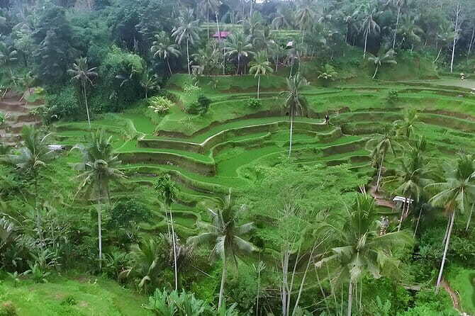 Bali Sunrise Trekking and Best of Ubud Tour - Exploring Ubud’s Cultural and Natural Highlights