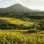 Bali Tanah Lot, Jatiluwih Rice Terraces, and Ulun Danu Beratan - Who Should Consider This Tour?