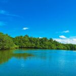 Bali Tropical Snorkeling and Mangrove Cruise - What’s Included and What’s Not