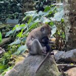 Bali : Ubud Private Tours - Who Should Consider This Tour?