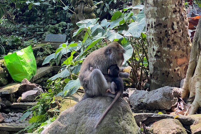 Bali : Ubud Private Tours - Who Should Consider This Tour?