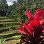 Balinese Life Style Tour - The Sum Up