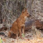 Bandipur Tiger Reserve with Somnathpur Temple Tour - Why this tour offers great value