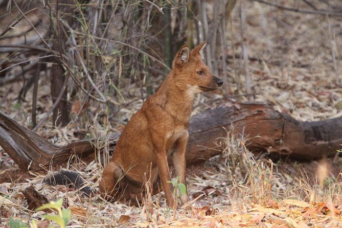 Bandipur Tiger Reserve with Somnathpur Temple Tour - Why this tour offers great value