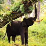 Bangalore to Mysore & Nagarhole National Park - A Detailed Look at the Itinerary and What You Can Expect