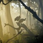 Bangalore to Nagarhole National Park: Wilderness Retreat - Exploring the Itinerary: Day by Day