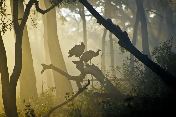 Bangalore to Nagarhole National Park: Wilderness Retreat - Exploring the Itinerary: Day by Day