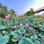 Bangkok Bicycle rental Benjakitti Park - The Ride: What You Can Expect During the Tour