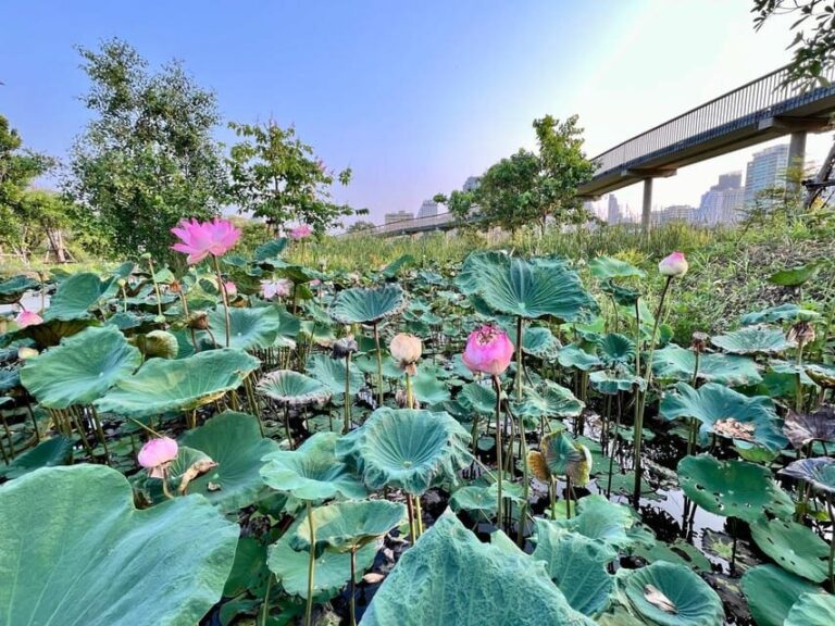 Bangkok Bicycle rental Benjakitti Park - The Ride: What You Can Expect During the Tour